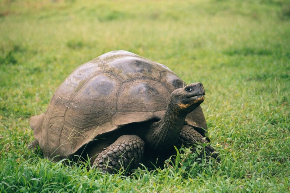 Ancient Tortoise Bloodlines Help Restore Fragile Ecosystems of ...