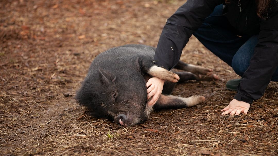 Surprise 911 Call Leads to Adorable Pig Encounter - Animals Around The ...