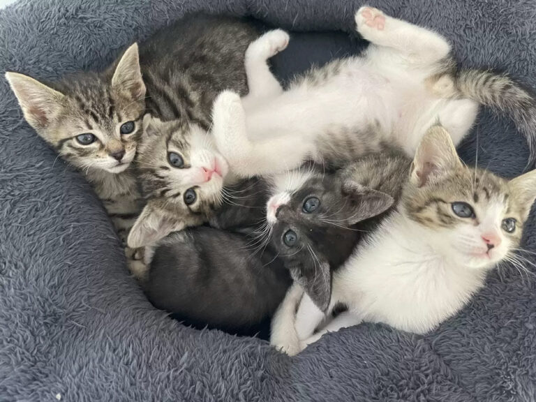 Sleeping Kittens Create Internet Sensation With Eerie Optical Illusion ...