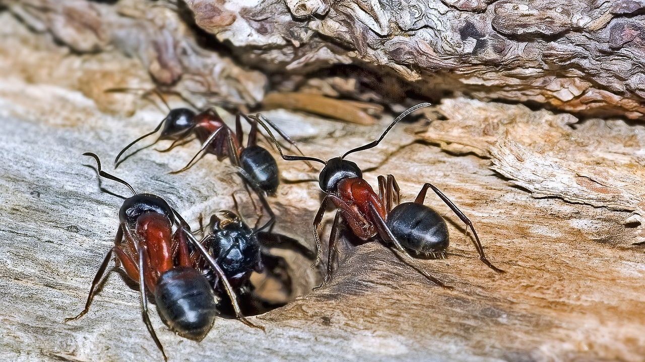10 Astonishing Ways Animals Communicate Complex Messages Without ...
