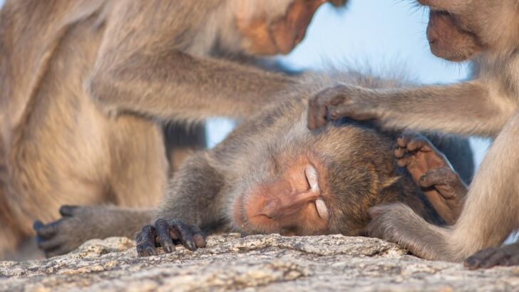 9 Reasons Why Some Animals Exhibit Altruistic Behavior in the Wild ...