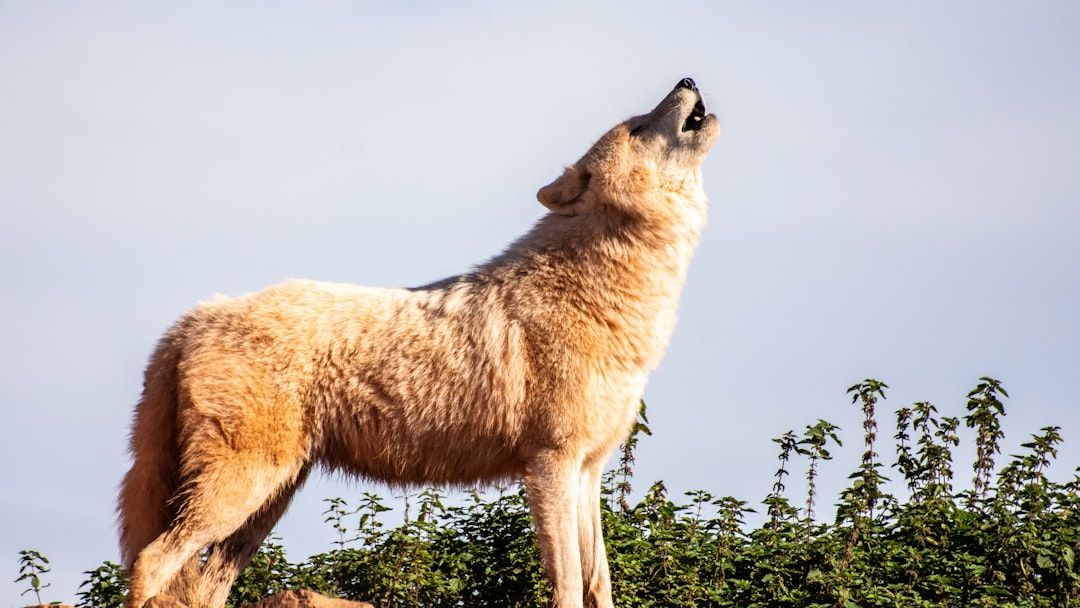 Why Do Wolves Howl at the Moon? The Surprising Truth Revealed - Animals ...