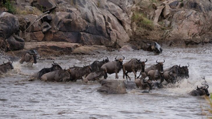 10 Spectacular Facts About the Wildebeest: The Endless Plains Traveler ...