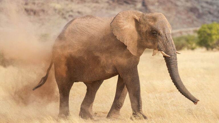Why Do Elephants Throw Dust Over Themselves? The Scientific Reason ...