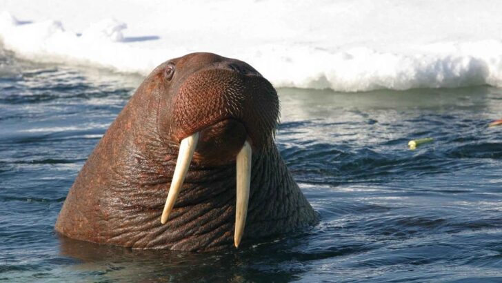 12 Dangerous Animals Found in Alaska’s Lakes and Rivers - Animals ...