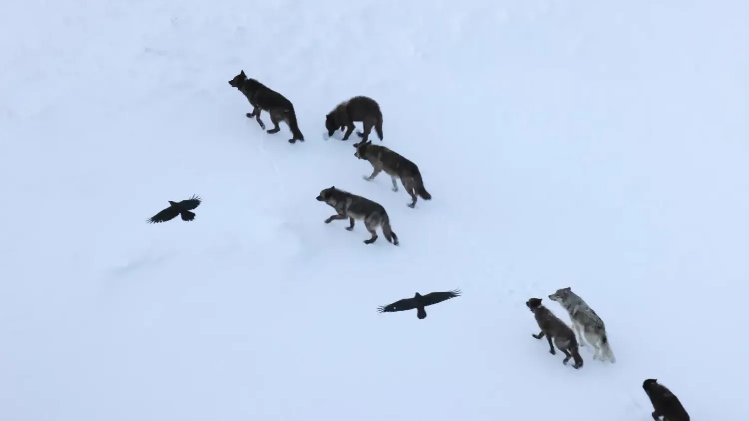 The Clever Alliance Between Wolves and Ravens That Is Changing How ...