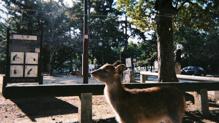 10 Effective Ways to Keep Deer Out of Your Garden Naturally - Animals ...