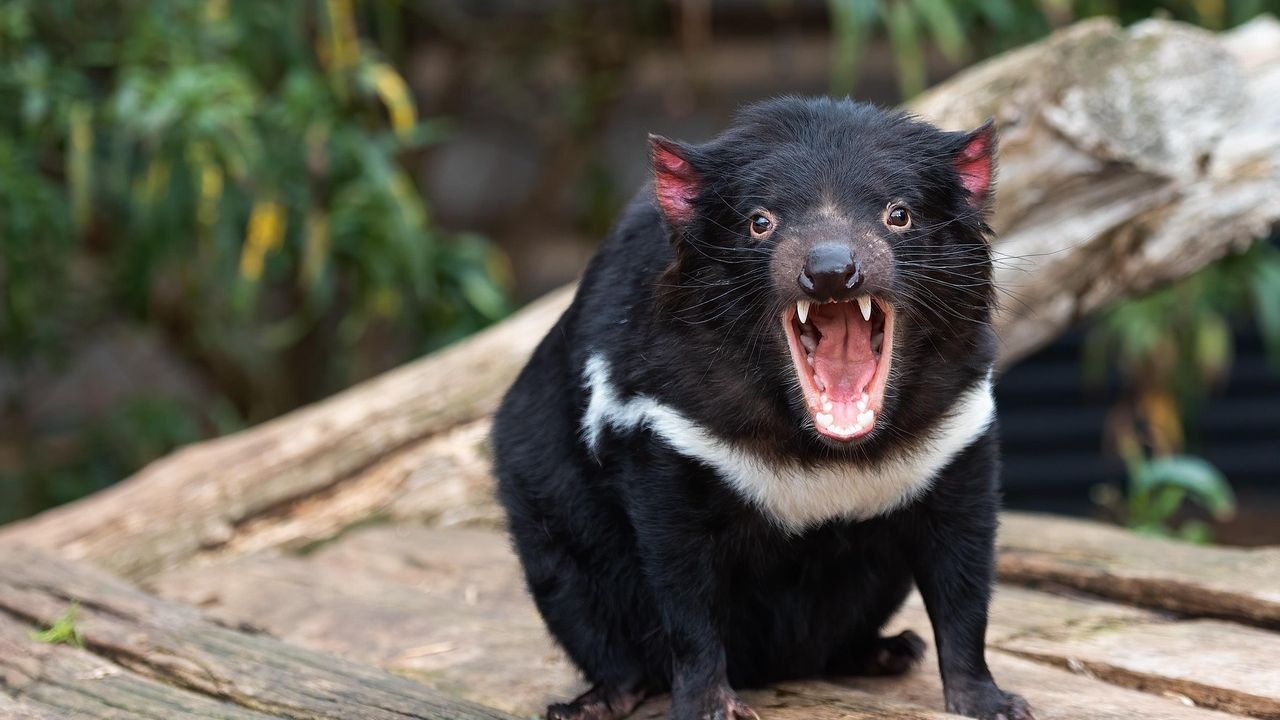 15 Most Fearless Animals on Earth in 2026 - Animals Around The Globe