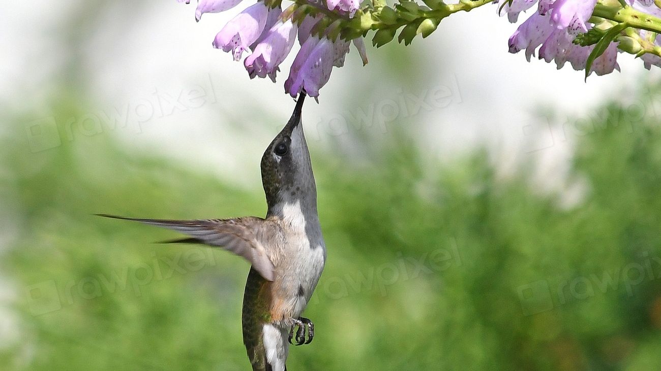 12 Native Flowers That Attract 5x More Hummingbirds Than Any Store ...