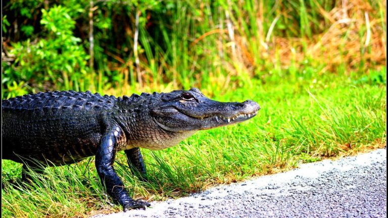The US States Where Alligator Populations Are Rapidly Growing - Animals ...