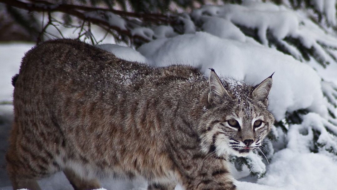The Elusive Bobcat: Where to Find This Secretive Hunter in the US ...