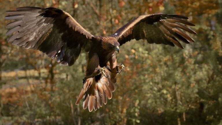20 Eagle Species That Exist And The Most Powerful Among Them - Animals ...