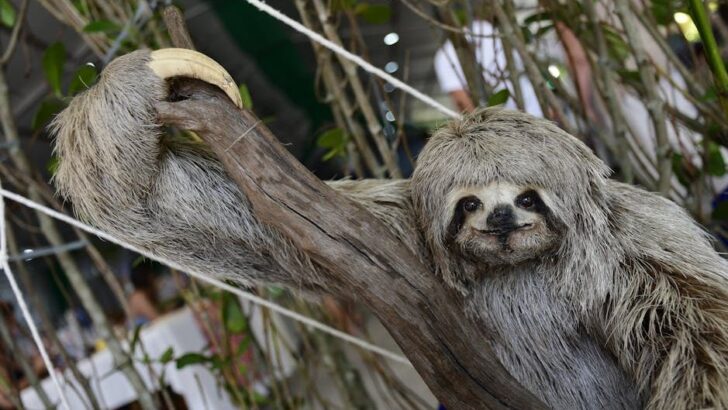 12 Surprising Facts About Sloths That Will Make You Smile - Animals ...
