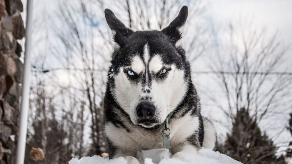 10 Husky Habits That Will Challenge and Charm You - Animals Around The ...