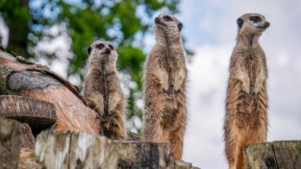 Many Animals Display Altruistic Behaviors, Helping Others at Their Own ...