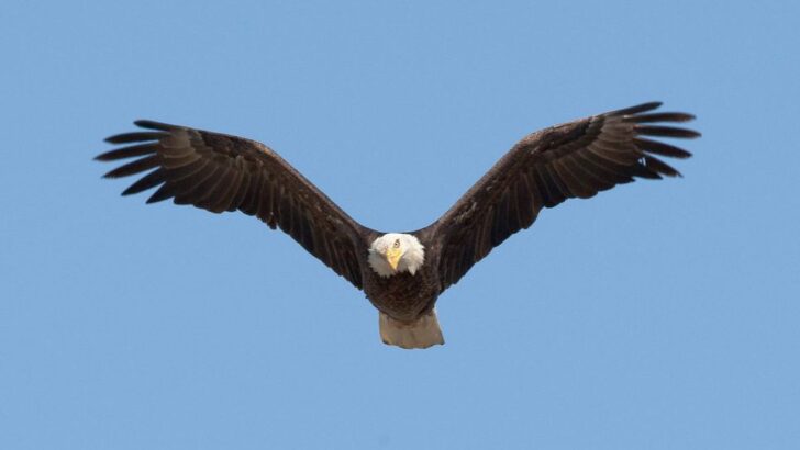 New Study Solves Why America's Bald Eagles Are Mysteriously Migrating ...