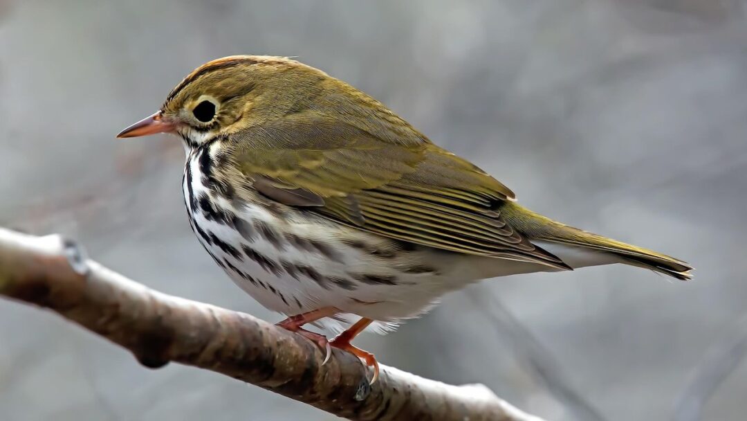 14 Animals That Build the Most Incredible Homes in Nature - Animals ...