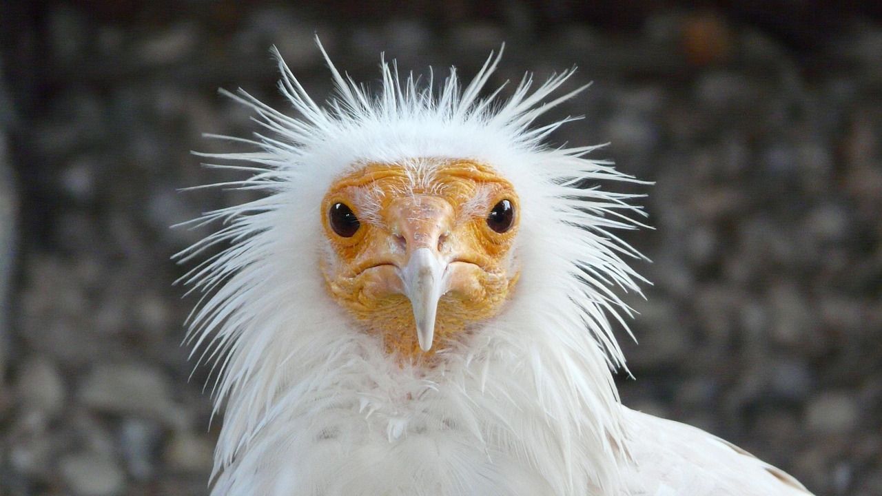 15 Animals That Use Tools Just Like Humans Do - Animals Around The Globe