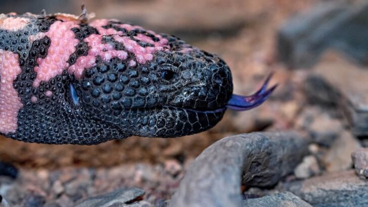 12 Animals That Can Survive the Harshest Deserts on Earth - Animals ...