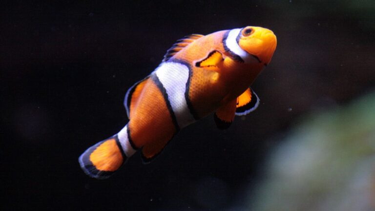 Strange Clownfish Mutation Is Teaching Scientists How Nature Breaks Its ...