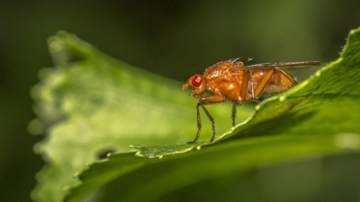8 Ways to Keep Unwanted Pests Out of Your Home Naturally - Animals ...