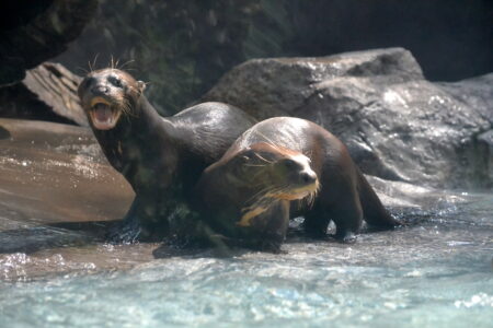 River Habitat Crisis Puts Giant Otters at Risk Despite New Protections ...