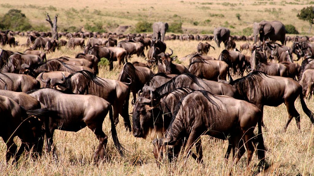 7 Incredible Journeys Animals Take That Will Leave You Breathless ...