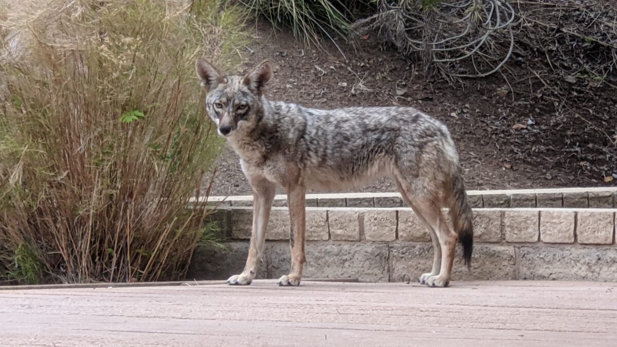 12 Incredible Facts About Coyotes That Make Them Nature's Ultimate ...
