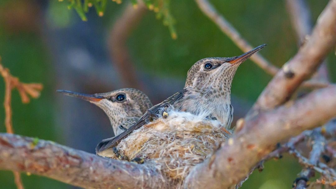 10 Fascinating Facts About Hummingbirds Most People Never Notice ...
