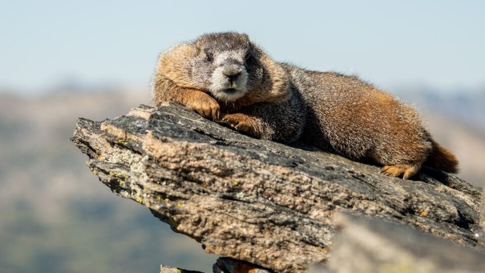 10 Strange Facts About Groundhogs That Go Beyond Weather Predictions ...