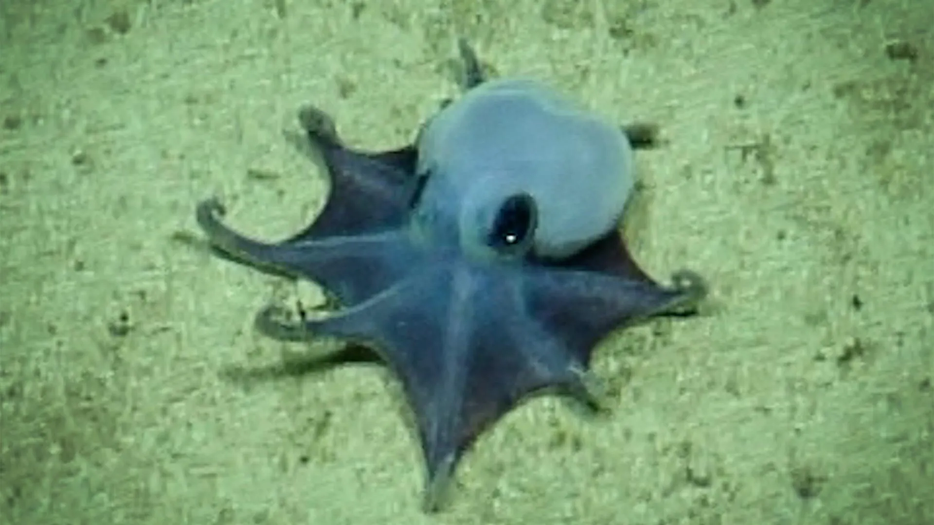 New Blue Octopus Species Found Deep in Galápagos Waters - Animals ...