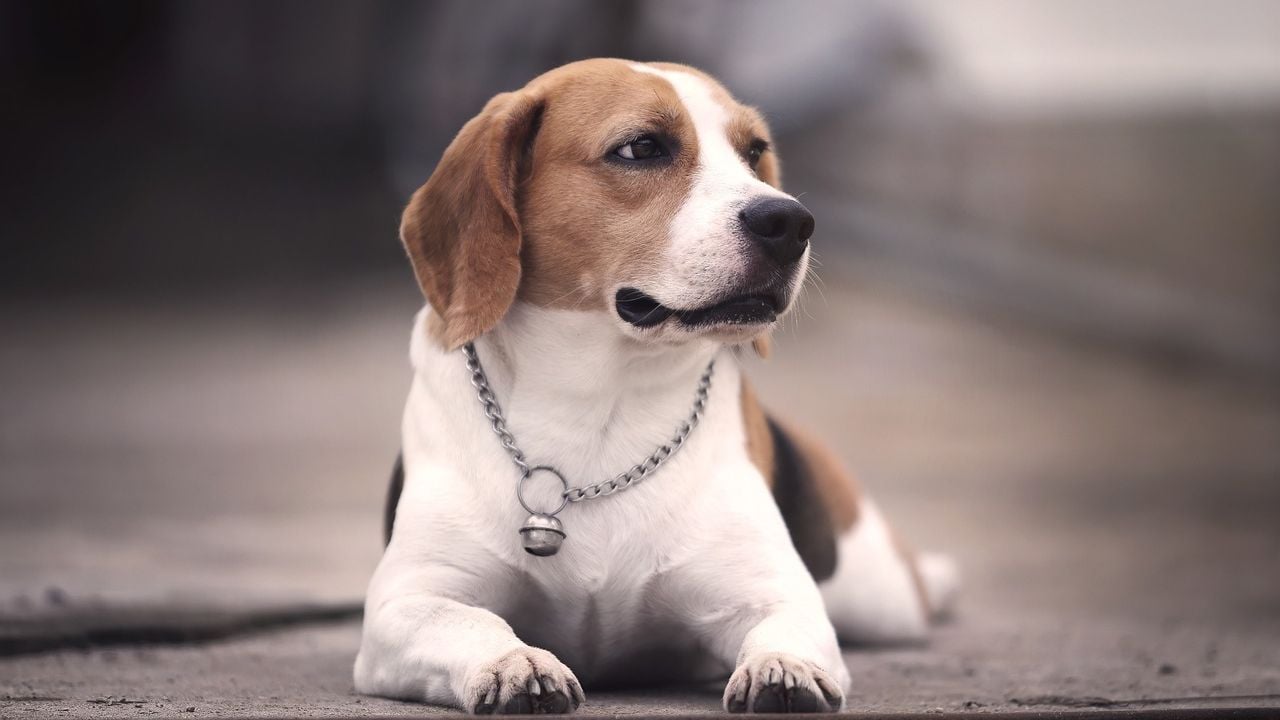 16 Dog Breeds Vets Secretly Recommend to Their Own Family Members but ...