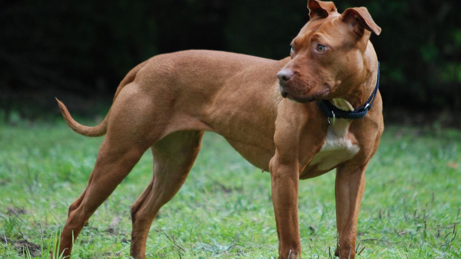15 Dog Breeds Professional Dog Walkers Quietly Stopped Taking On - And ...