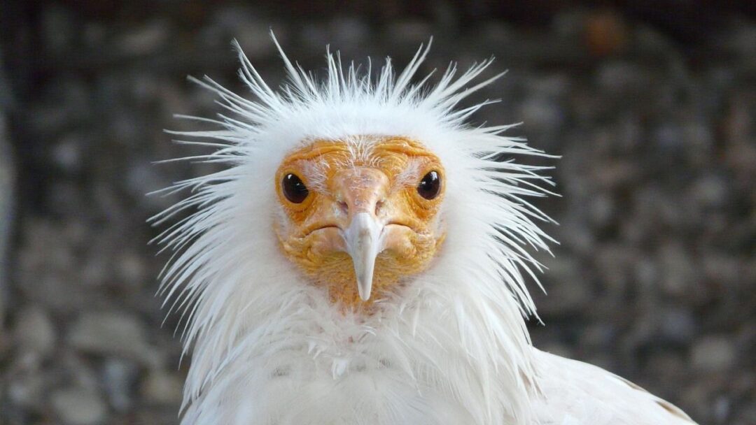 15 Incredible Ways Animals Use Tools in the Wild - And Why It Matters ...