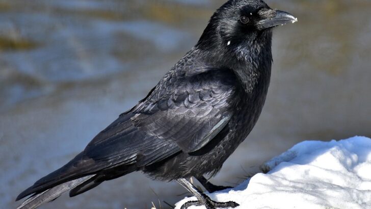 What It Means When You See a Crow Staring Directly at You (According to ...