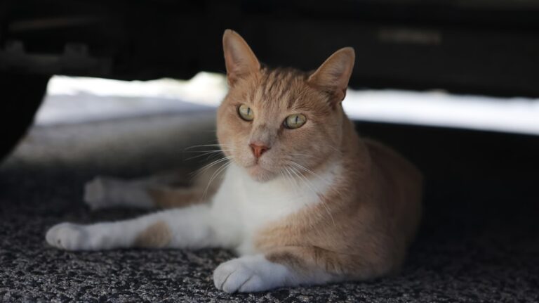 Cat Thrown From Moving Car Finds Family That Loves Him Just for ...