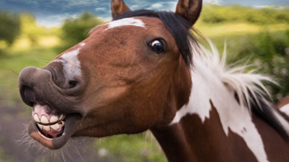15 Things Equine Vets Quietly Wish Every New Horse Owner Would Ask ...