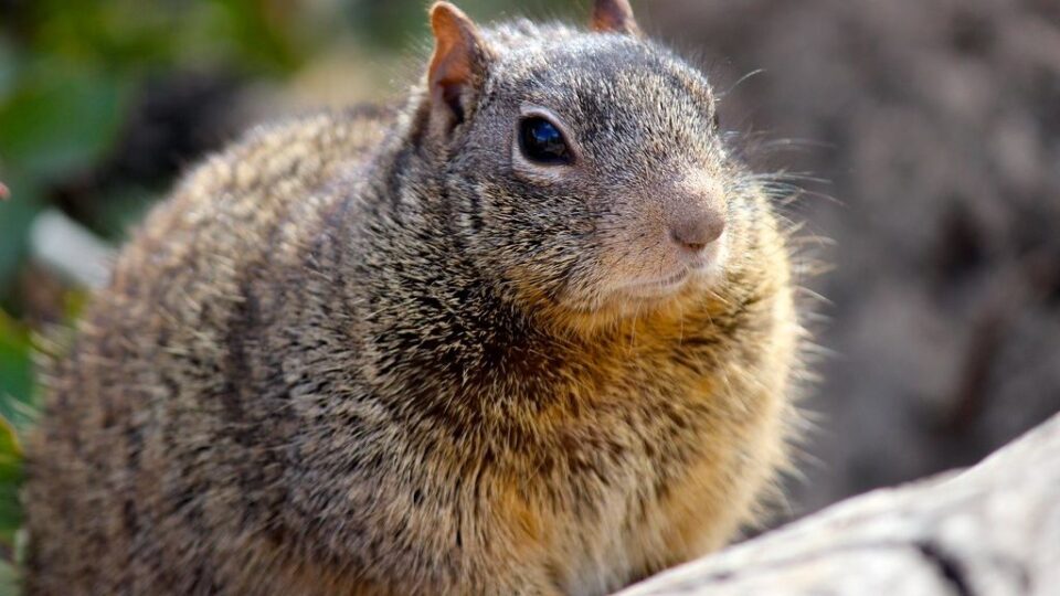 11 Things Squirrels Do Right Before Winter That Signal a Brutal Cold ...