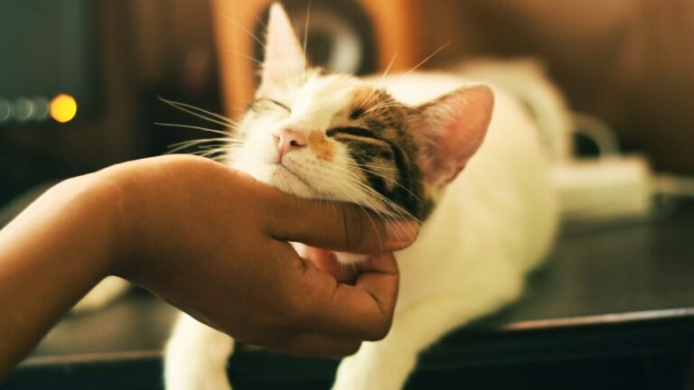 9 Cat Behaviors That Are Actually Signs Of Anxiety - Animals Around The ...