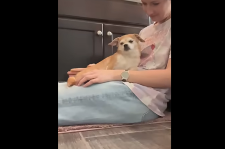 Woman Rescues Tiny Stray Dog While Commuting To Work - Animals Around ...