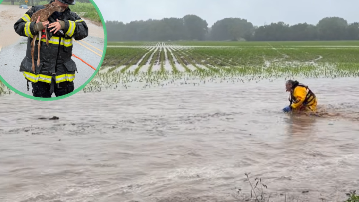 Dramatic Footage Shows Firefighters Braving Fast-Moving Floodwaters To ...