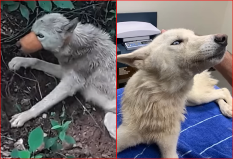 Husky Shot Six Times, Mouth Taped Shut, Defies Odds To Walk Again ...